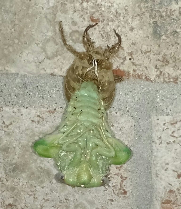 The Biology of Molting in Land Hermit Crabs: Understanding the Process ...