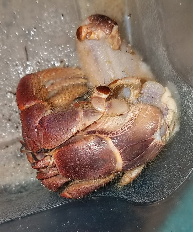 Hermit Crab Out of Shell? What to Do Next | The Crab Street Journal