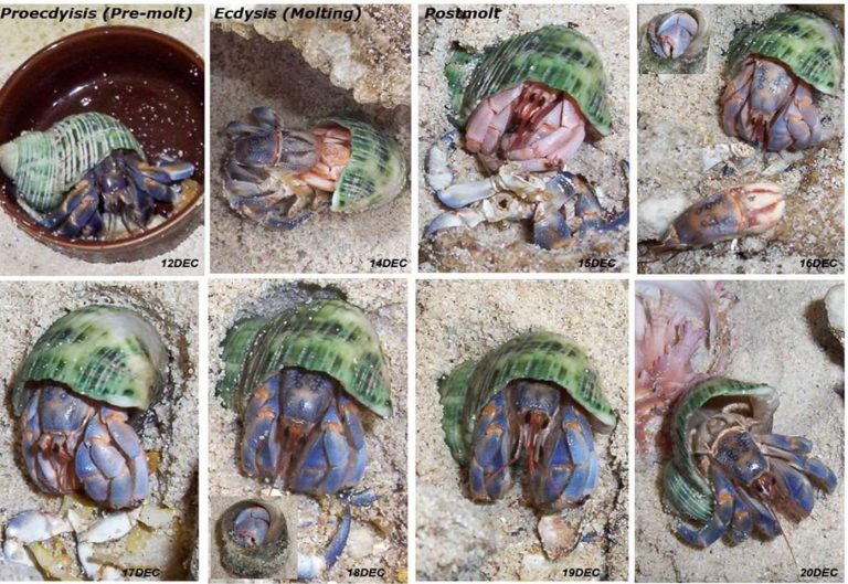 The Biology of Molting in Land Hermit Crabs: Understanding the Process ...