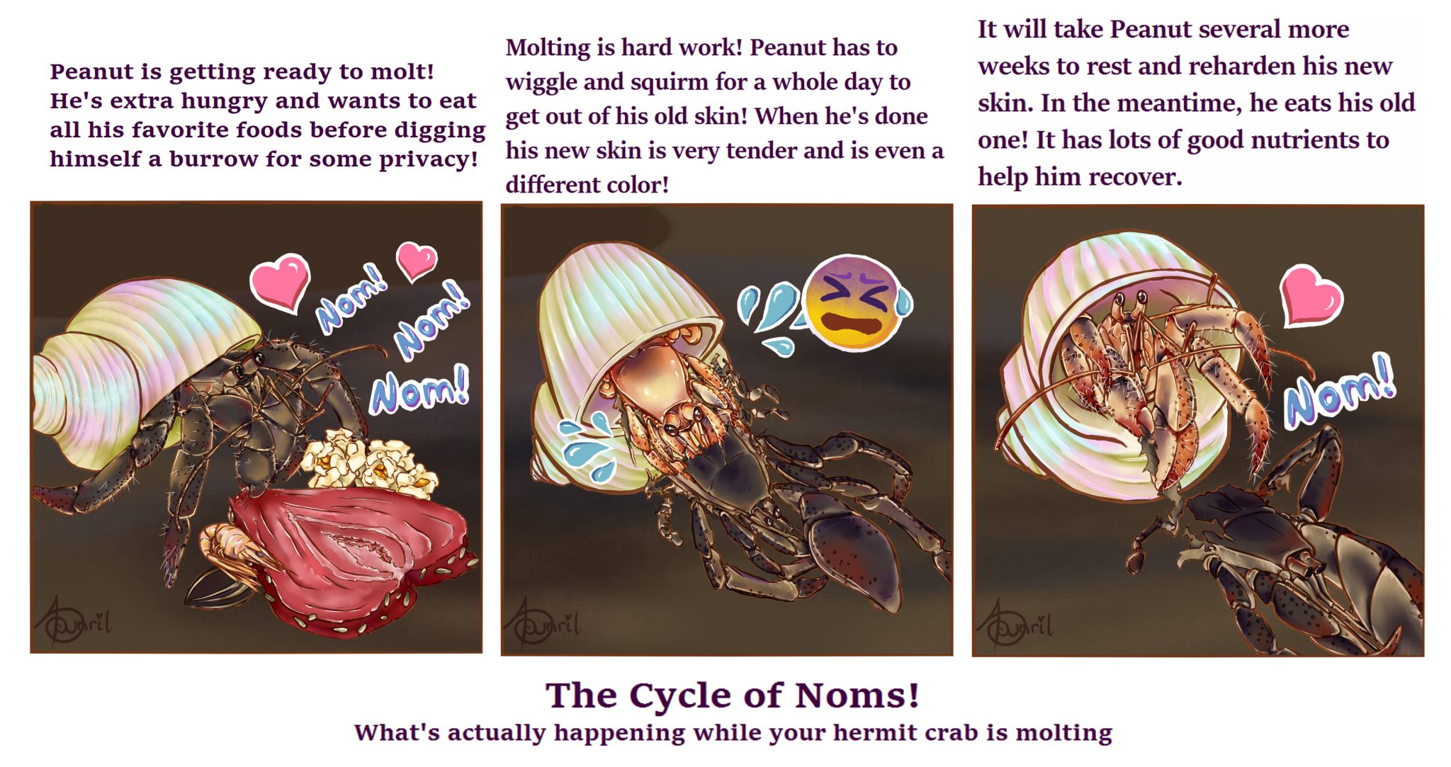 The Biology of Molting in Land Hermit Crabs: Understanding the Process ...