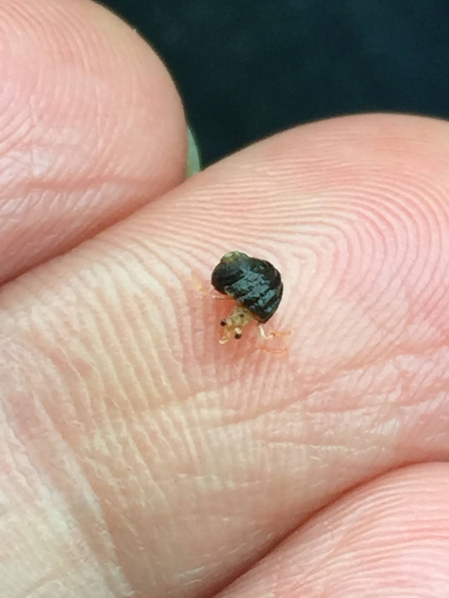 How to Accurately Determine Your Hermit Crab’s Size | The Crab Street ...