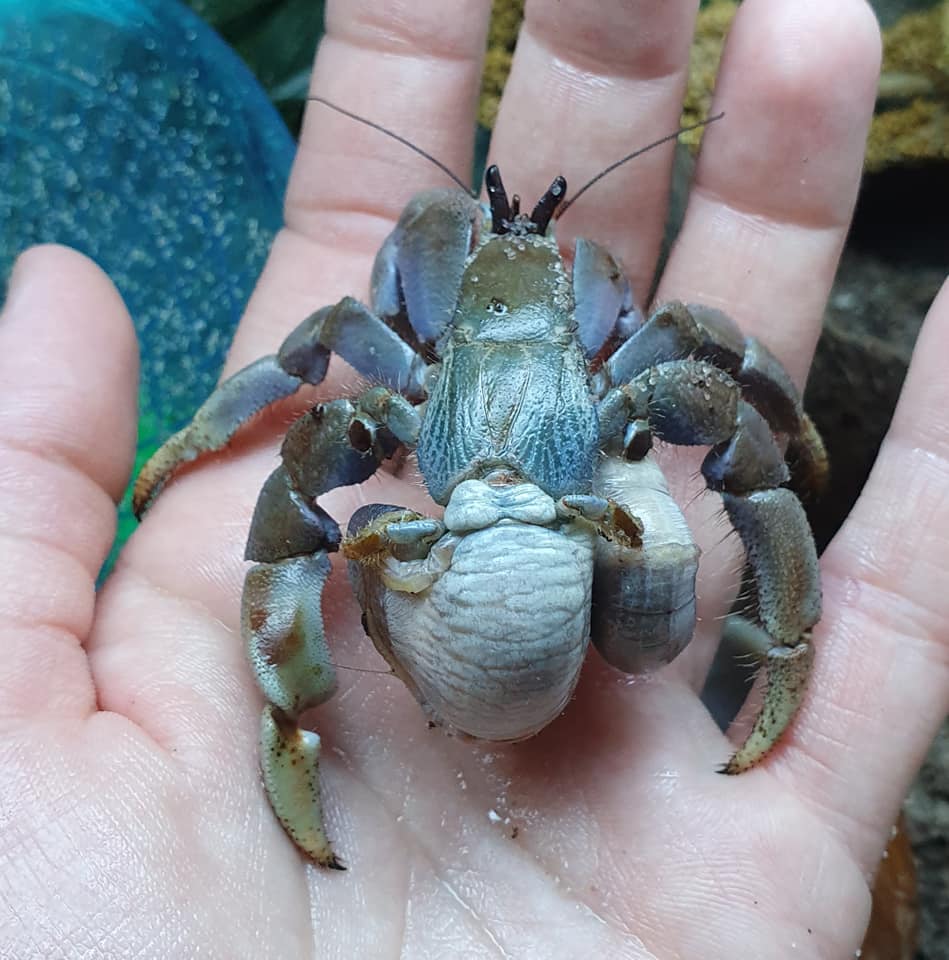 Hermit Crab Thorax (Shield) - Coenobita species | The Crab Street Journal