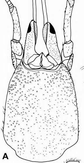 Hermit Crab Thorax (Shield) - Coenobita species | The Crab Street Journal