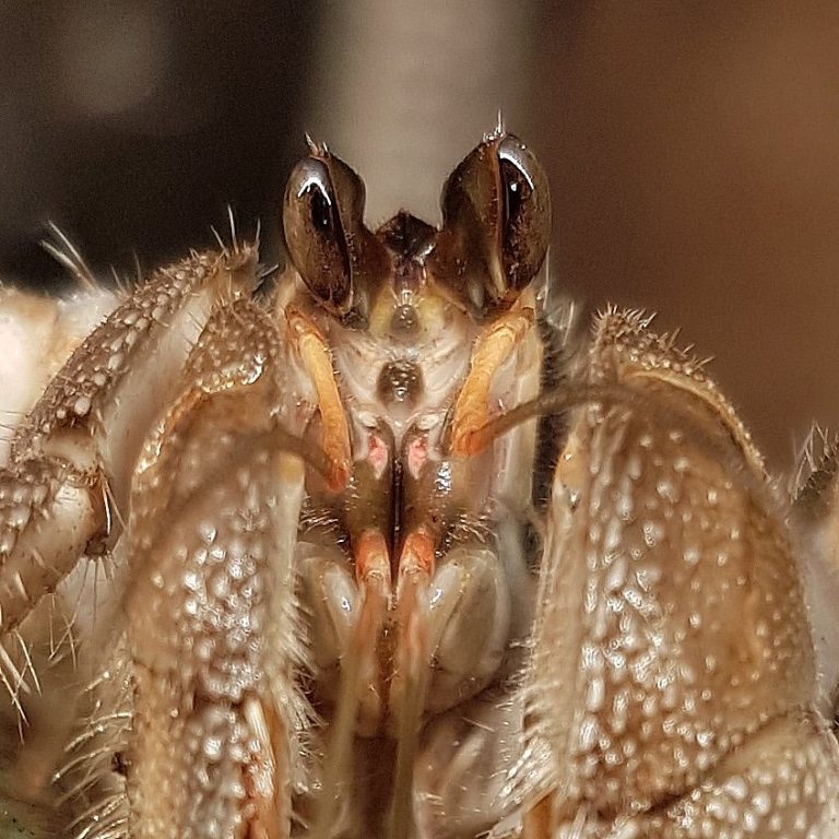 Hermit Crab Mouth (mandibles and maxillipeds) - Coenobita species | The ...
