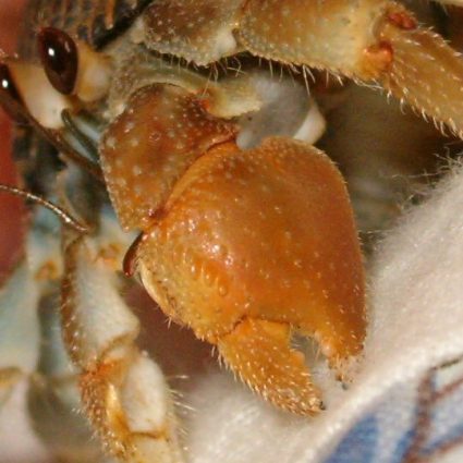Hermit Crab Pincers Claws - Chela or Cheliped of Coenobita species ...