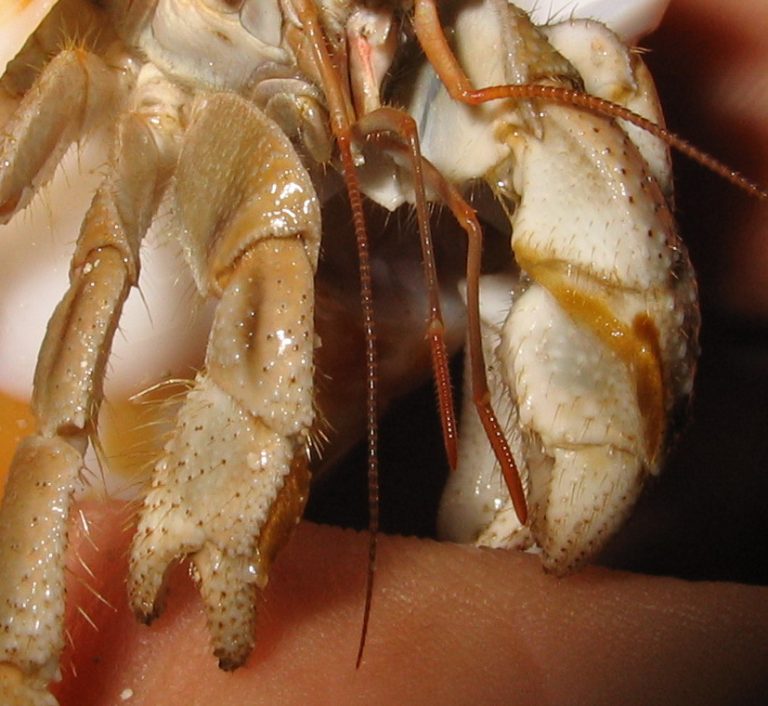 Hermit Crab Pincers Claws - Chela or Cheliped of Coenobita species ...