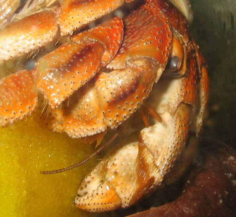 Hermit Crab Pincers Claws - Chela or Cheliped of Coenobita species ...