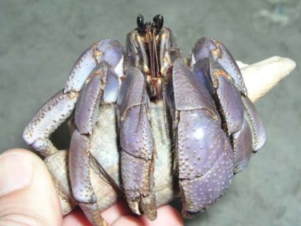 Hermit Crab Pincers Claws - Chela or Cheliped of Coenobita species ...