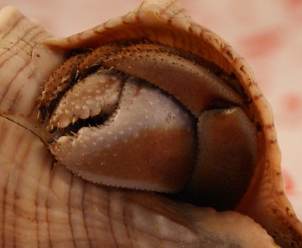 Hermit Crab Pincers Claws - Chela or Cheliped of Coenobita species ...