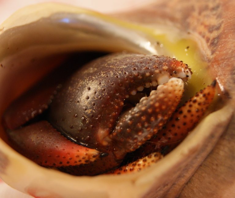 Hermit Crab Pincers Claws - Chela or Cheliped of Coenobita species ...