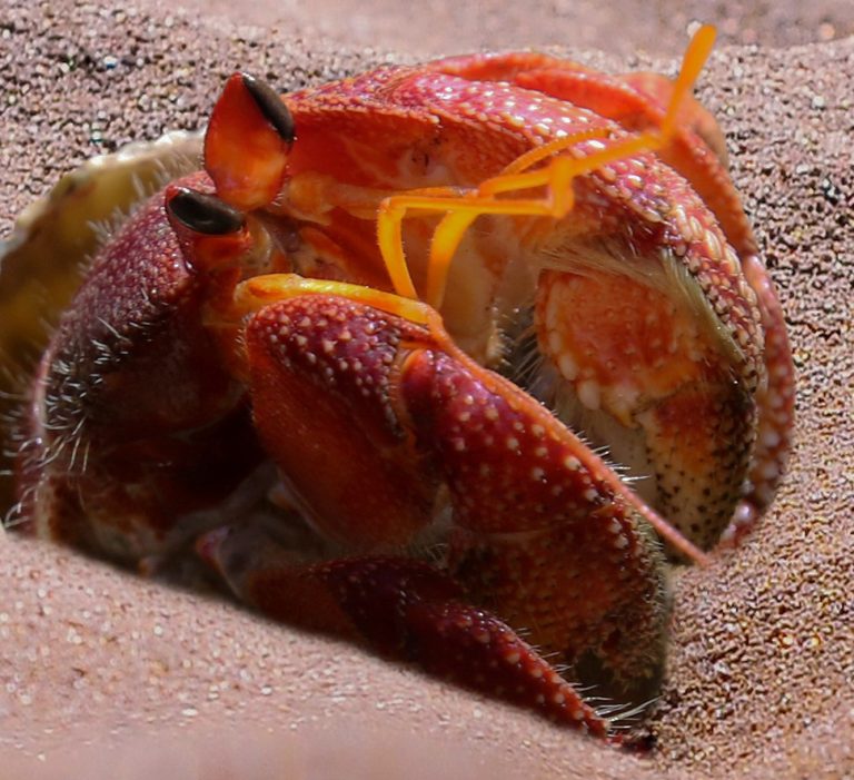 Hermit Crab Pincers Claws - Chela or Cheliped of Coenobita species ...