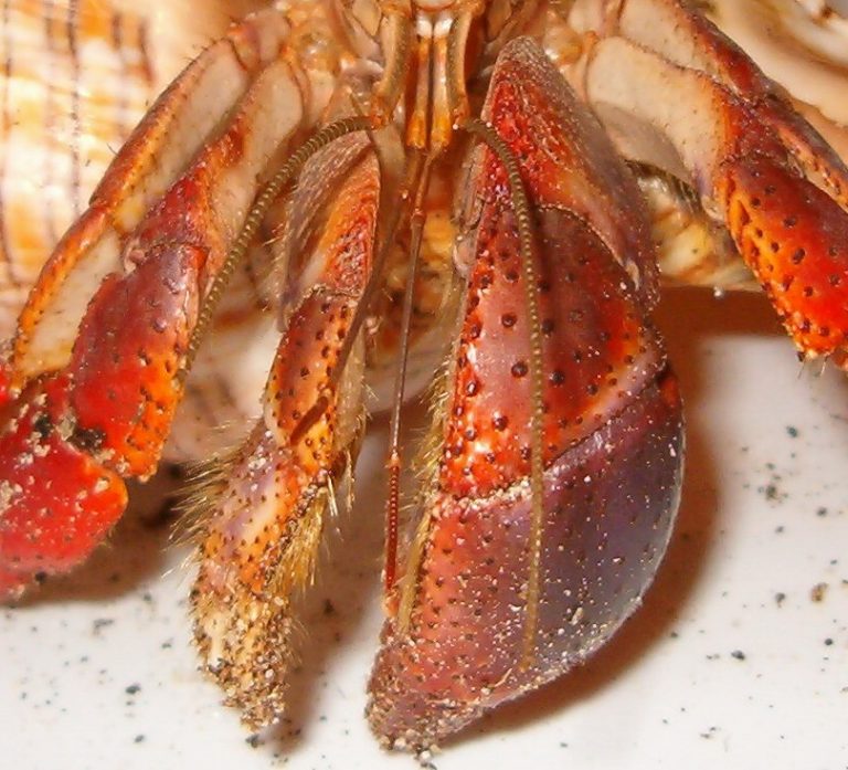 Hermit Crab Pincers Claws - Chela or Cheliped of Coenobita species ...
