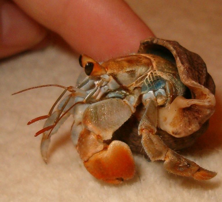 Hermit Crab Mouth (mandibles and maxillipeds) - Coenobita species | The ...