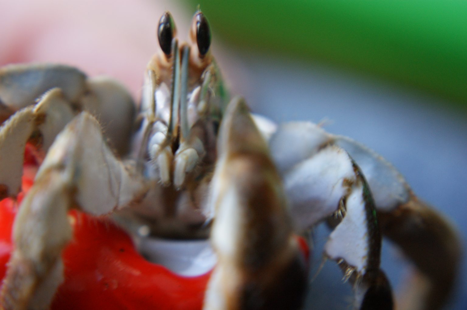 Hermit Crab Mouth (mandibles and maxillipeds) - Coenobita species | The ...
