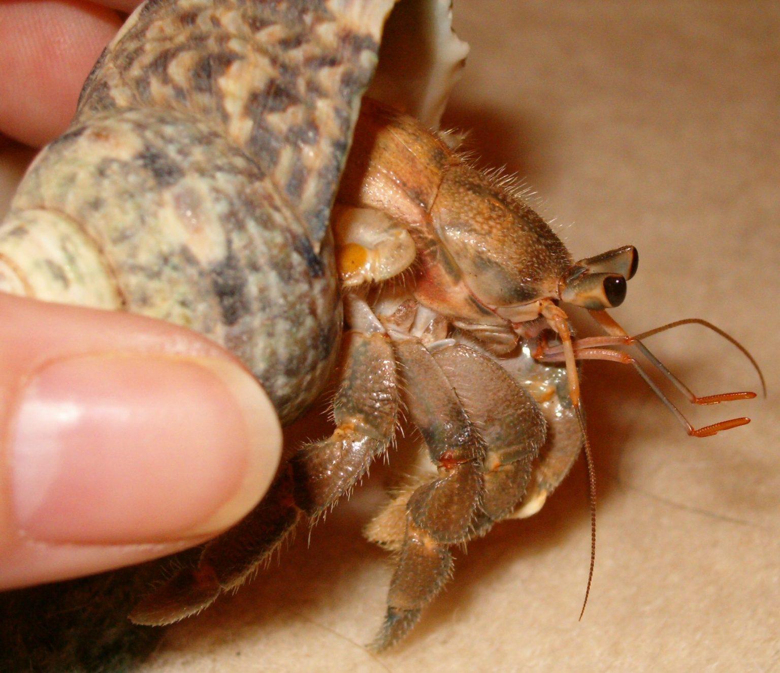 Hermit Crab Mouth (mandibles and maxillipeds) - Coenobita species | The ...
