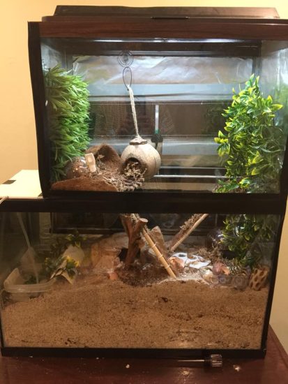 Setting up a Proper Hermit Crab Habitat (crabitat) | The Crab Street ...
