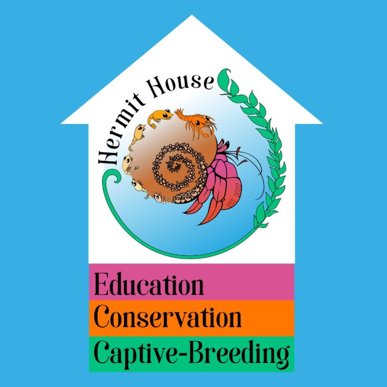 Inside a Hermit Crab: Comprehensive Guide to Hermit Crab Anatomy | The ...